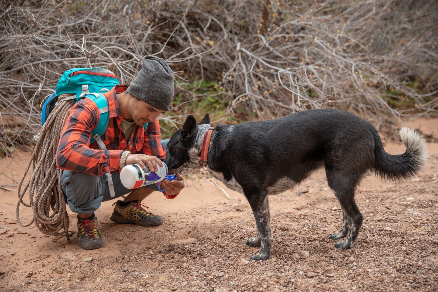 The Best Pet-Friendly Hikes in Mesa, Arizona | Curem Veterinary Care