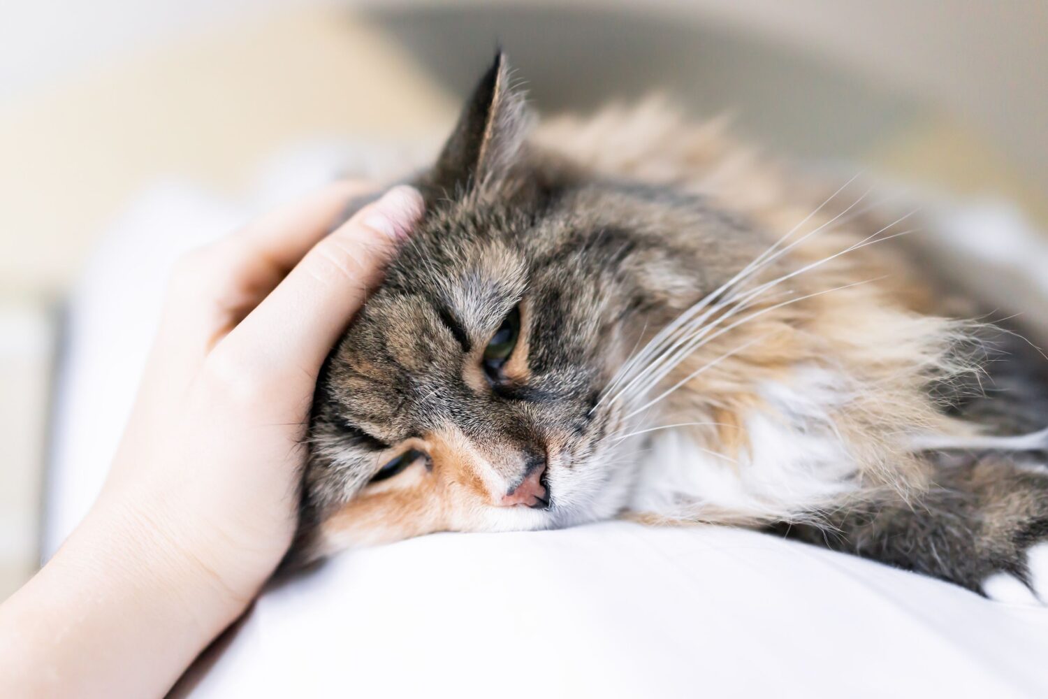 Recognizing and Managing Chronic Pain in Pets | Curem Veterinary Care