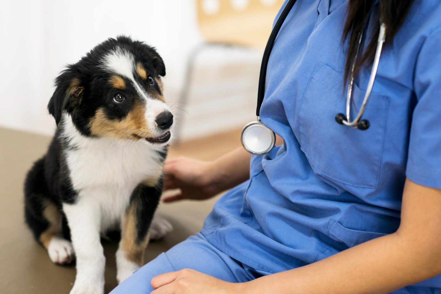 The Importance of Wellness Checks For Canines | Curem Veterinary Care